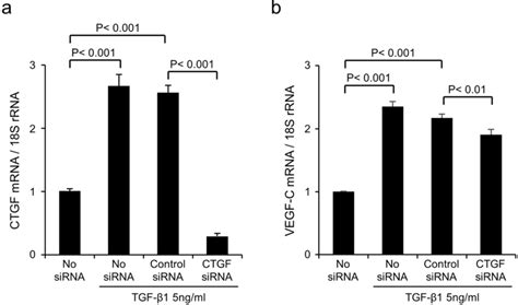 Small Interfering Rna Sirna Mediated Knockdown Of Connective Tissue