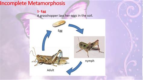 Grasshopper Life Cycle Youtube