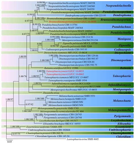Consensus Phylogram 50 Majority Rule Resulting From A Bayesian Download Scientific Diagram