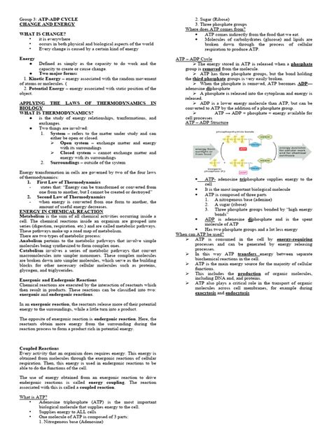 Group 3 Atp Adp Cycle Pdf Adenosine Diphosphate Metabolic Pathway