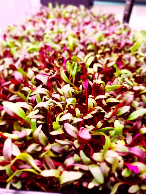 Beets Red Bull Blood Debs Micro Greens
