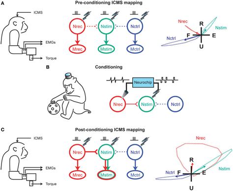 Reorganization Of Motor Output Using A Closed Loop Electronic Neural Download Scientific