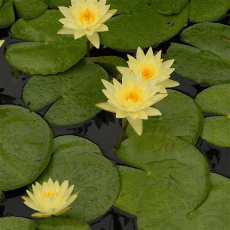 Aquiflor Nymphaea Joey Tomack Grand Nénuphar Jaune