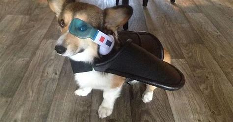 Hey User Sub What Does The Scouter Say About Its Cuteness Level Imgur