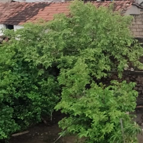 Fake Thamnail Youtube