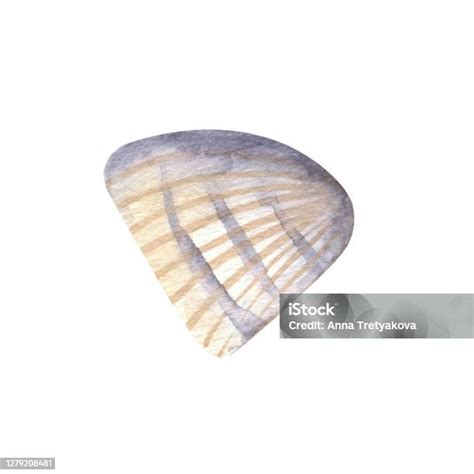 여름 세트의 귀여운 조개 인사말 카드 포스터 스티커 및 계절 디자인에 대한 손으로 그린 수채화 그림 가리비에 대한 스톡 벡터