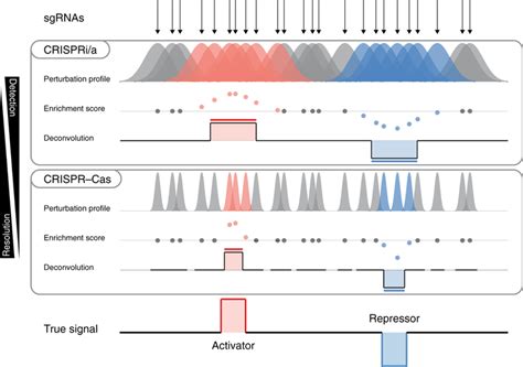 Crispr Surf Discovering Regulatory Elements By Deconvolution Of Crispr Tiling Screen Data Pmc