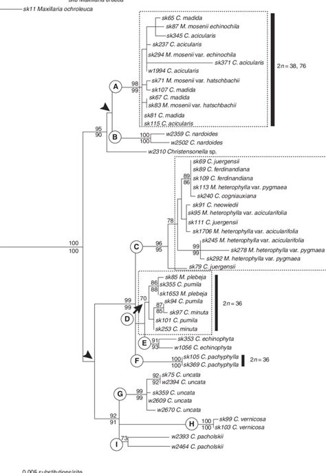 maximum likelihood phylogenies for its nrdna data maximum