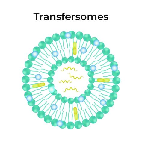 Premium Vector Liposome Transfersomes Virus Design Vector Illustration