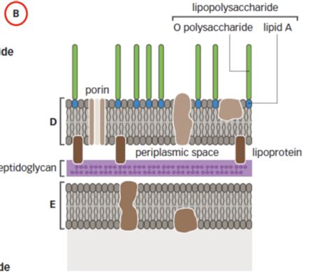 Bacterial Structure Flashcards Quizlet