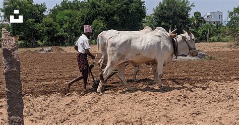 파란 셔츠와 파란 데님 청바지를 입은 남자가 갈색 들판에 서서 흰 암소와 함께 사진 Unsplash의 무료 데 라 바드 이미지