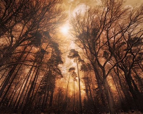 Скачать обои лес деревья освещение раздел природа в разрешении 1280x1024 Forest Landscape