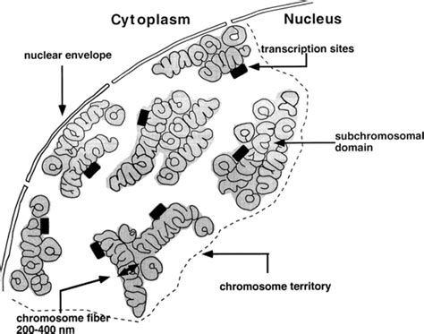 Chromosome Territory Structure And Transcription Sites The Cartoon Download Scientific Diagram