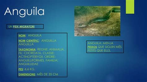 Anguila Pptx
