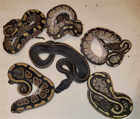 First Two 2023 Clutches Shed Ball Pythons Morphmarket Reptile Community