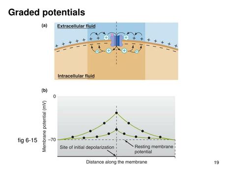Ppt Neuron Structure Powerpoint Presentation Free Download Id1281271