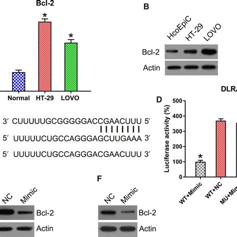 Mir‐498 Targets 3′‐utr Of Bcl‐2 A Mrna Expression Of Mammalian