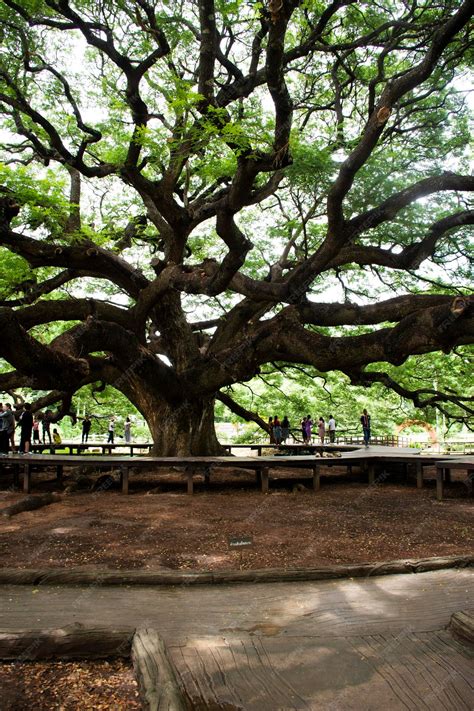 Premium Photo Giant Samanea Saman Plants Or Large Massive Rain Trees