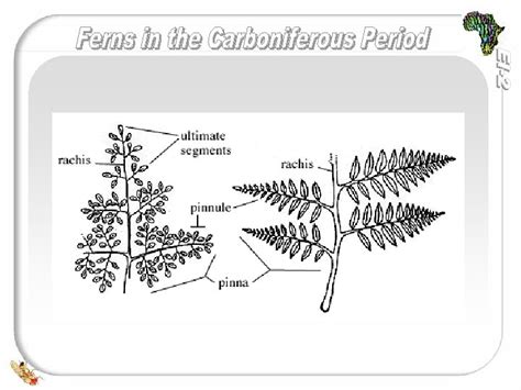Ferns In The Carboniferous Period L L Eugene