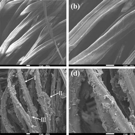SEM Images Of A B Cotton Textile And C D Graphene Cotton 10 Under Download Scientific
