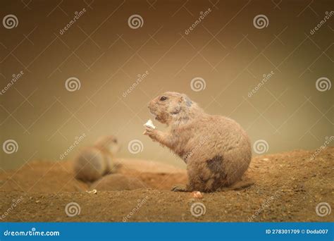 A Gopher Eating Fruit In Its Habitat Stock Image Image Of Chipmunk Environment 278301709