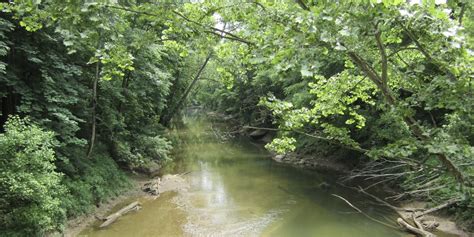 Cicada—conservation Inclusive Development Residential Streambank Restoration And Riparian Zones
