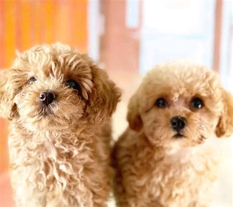 პუდელი მალტიპუ იორკი