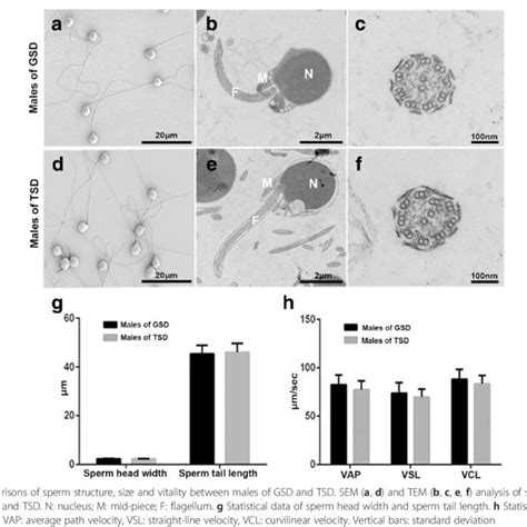 Dapi Stained Differential Male Nucleus Behaviors In Fertilized Eggs Download Scientific