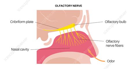 Olfactory System Illustration Stock Image F036 1567 Science Photo Library