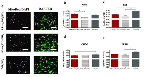 Morphology Of Mitochondria And Endoplasmic Reticulum Of Ascs Estimated Download Scientific
