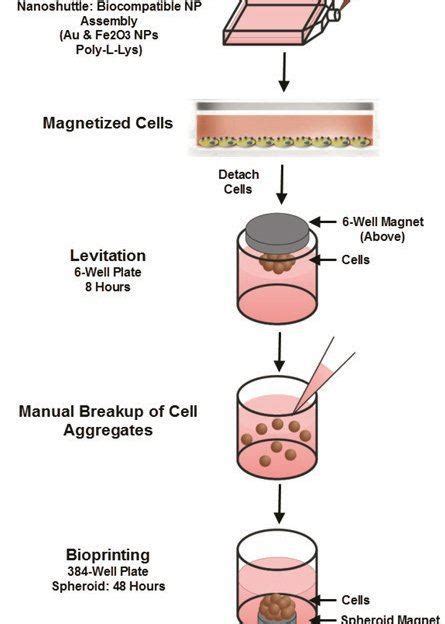 Thioflavin Alchetron The Free Social Encyclopedia