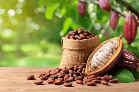 Cocoa Beans Cocoa Beans