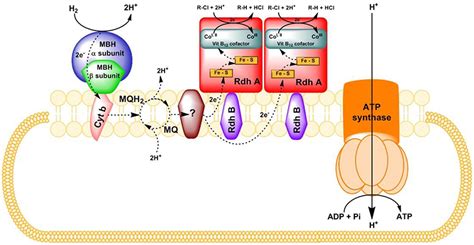 Putative Representation Of Electron Transfer Chain With H2 As Electron
