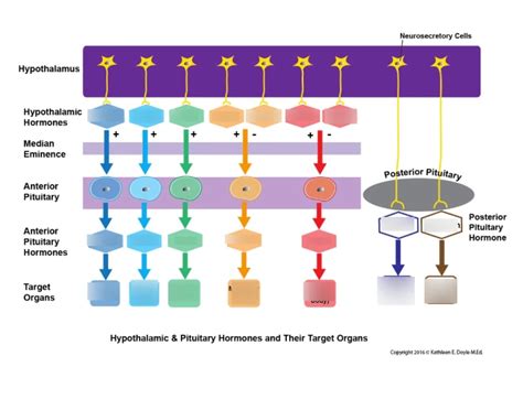 Hypothalamus Hormone Chart Bio 216 Quiz
