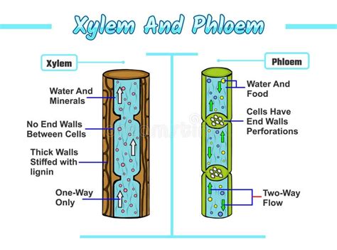 Xylem Function Stock Illustrations Xylem Function Stock Illustrations Vectors Clipart