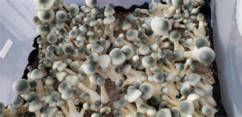 Heres An Enigma Mutation That Weighs Over 100 Grams Finally Joined