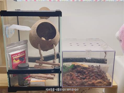 애완도마뱀 종류 크레스티드 게코 키우기 크레 먹이 주는 방법 네이버 블로그