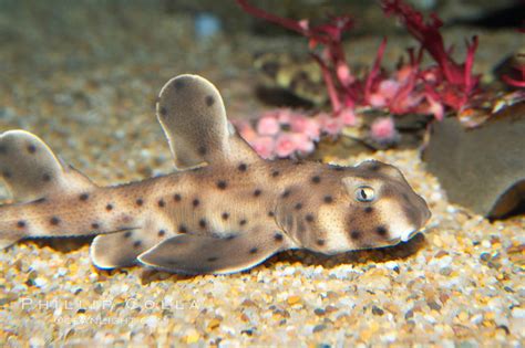 Horn Shark