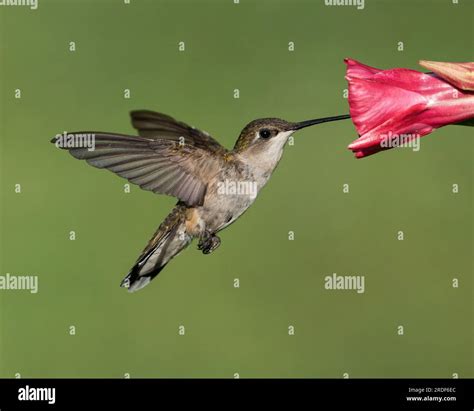 A Ruby Throated Hummingbird Gathering Nectar Female Stock Photo Alamy