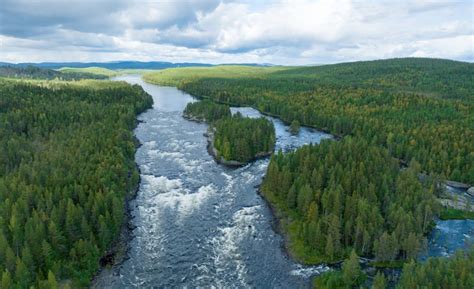 Reconnecting Tributaries In The Vindelälven Catchment Removal Of Five