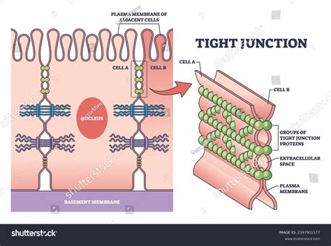 Tight Junction Intercellular Barrier Between Epithelial Stock Vector