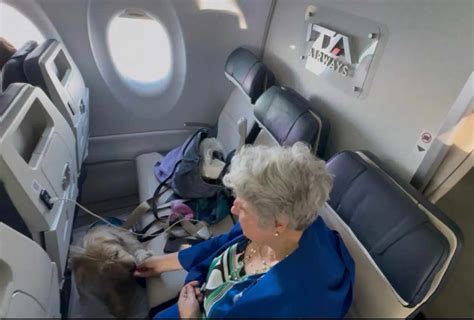 Ita Airways Inaugura Il Primo Volo Pet Friendly Per Cani Di Grossa Taglia