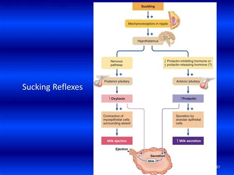 Ppt Pregnancy And Lactation Powerpoint Presentation Free Download Id2510109
