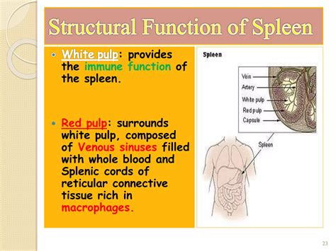 Reticuloendothelial System Pdf
