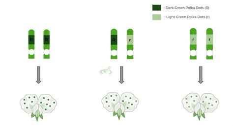 Mendelian Genetics Fundamentals And Patterns Of Dominance On The Mcat