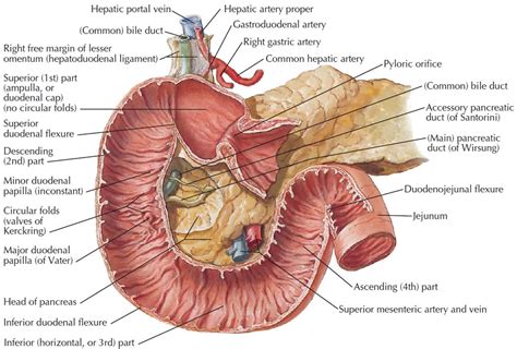 Duodenum Anatomy Parts Location Duodenum Function And Problems