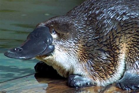 Speciation And Macroevolution Page 4 Of 4 Qce Biology Revision