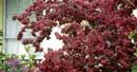 Make The Mouse Brush His Teeth