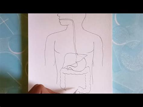 Human Digestive System Diagram How To Draw Human Digestive System Step