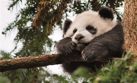 Wild Pandas Get A Boost Magazine Articles Wwf